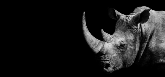 Don’t ignore the gray rhino before you
