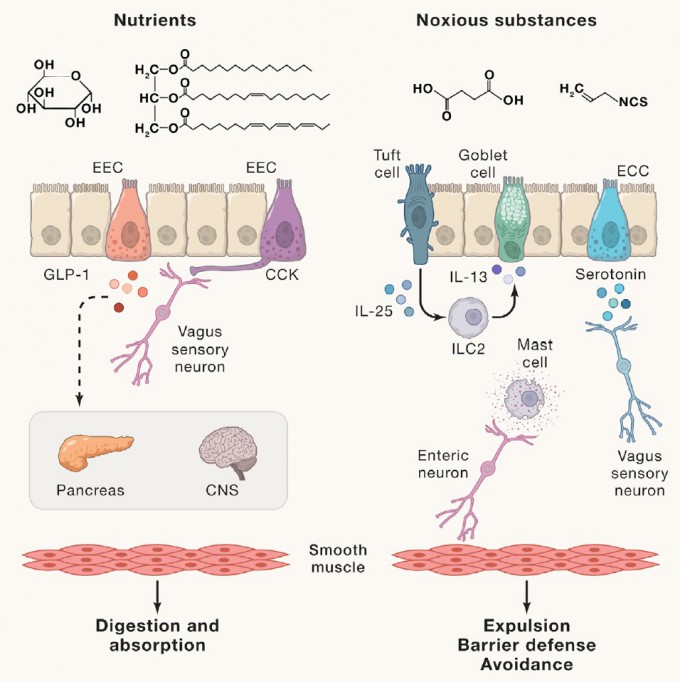 [강석기의 과학카페] 육류 알레르기가 드문 이유