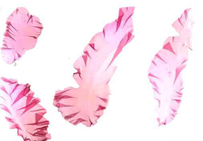 우도불꽃돌김? 재밌는 우리말 이름 생긴 바다생물들