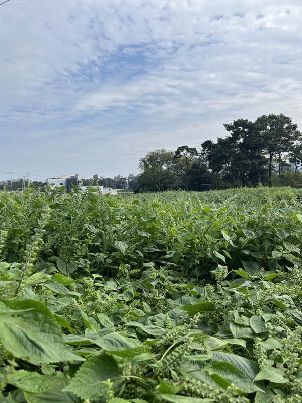 여기 1mm 들깨를 숲처럼 키우는 사람들이 있다