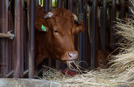 99.5% of cattle vaccinated against lumpy skin disease