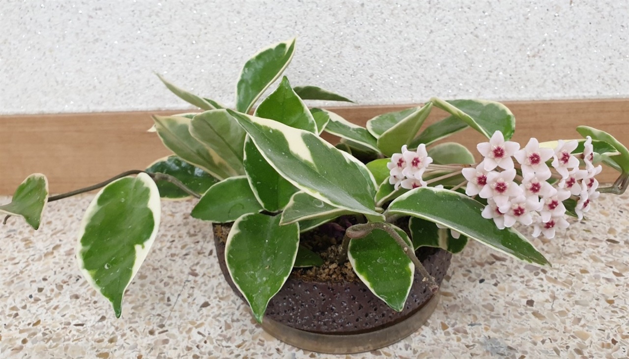 40여 개의 화분, 올해의 식물상은 이 꽃입니다