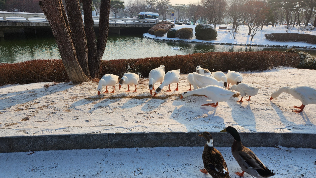 “습격 당했다!” 총장급 대우, KAIST ‘서열 1위’ 거위에게 무슨 일이