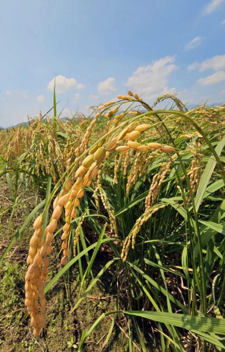 "쌀값 올해도 뛴다"…인도 총선·엘니뇨 '설상가상'