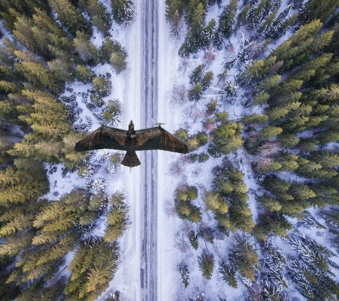 독수리가 아니라니…적군 깜빡 속일 ‘자연 닮은 무인기’ 등장