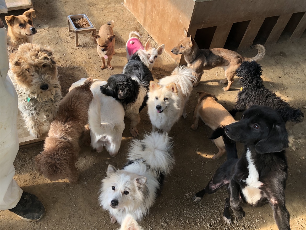 반려동물 사랑한다던 당신, 그런데 왜 유기하세요?