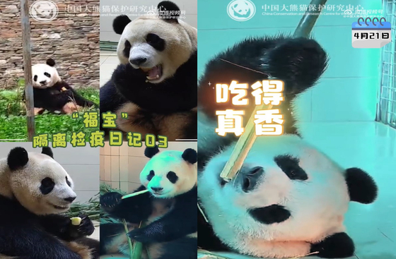Panda-mic quarantine: Fu Bao embarks on bamboo binge in new video