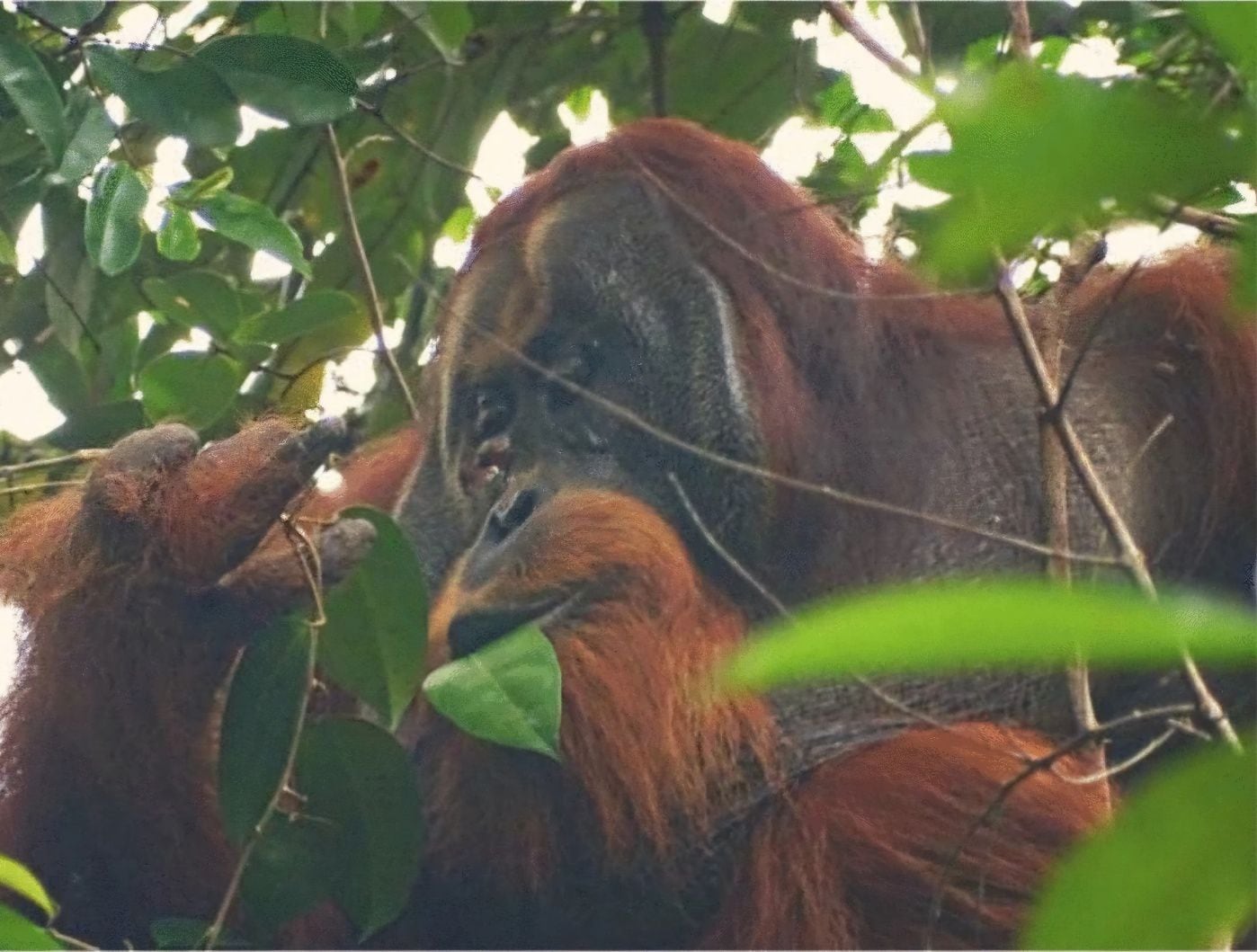 [애니멀리포트] 상처 입은 오랑우탄, 약초 발라 치료한다