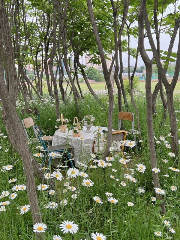 "5월은 꽃을 골라보는 재미가 있어요"... 5월 가볼만한 서울 근교 봄꽃 여행지 TOP7 | 여행톡톡