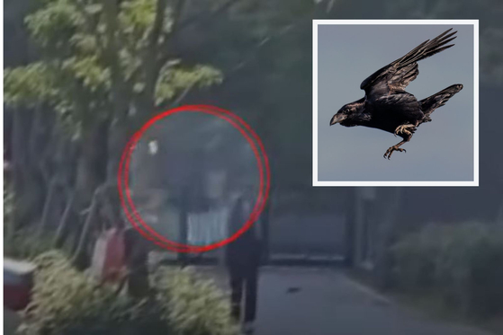 Koreans left in a flap by flurry of head-pecking crow attacks