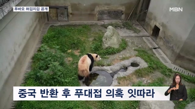 푸바오 푸대접 논란에중국 허겁지겁 일반에 공개 