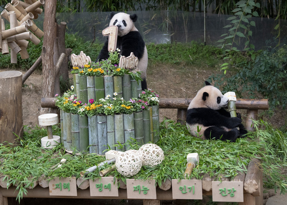 Everland's twin pandas Rui Bao, Hui Bao celebrate 1st birthday