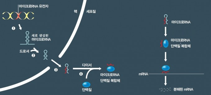 [노벨상 2024] 암·신경질환 열쇠 'miRNA' 발견 앰브로스·러브컨 생리의학상(종합)