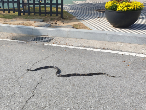 Panic erupts after 2-meter-long rat snake slithers into downtown Uijeongbu