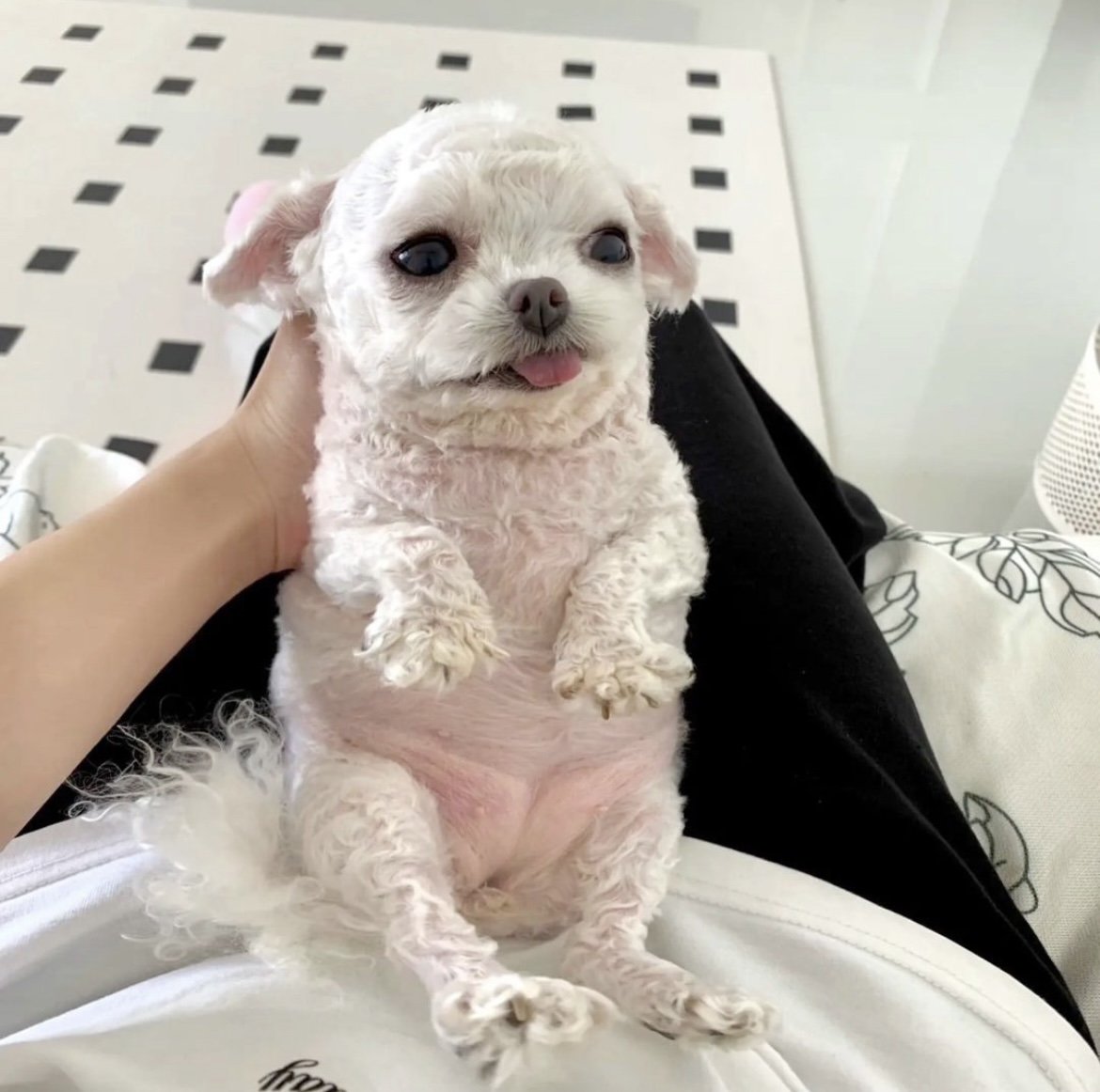 할머니집 베개 닮았다는 강아지 ㄷㄷ 에펨코리아