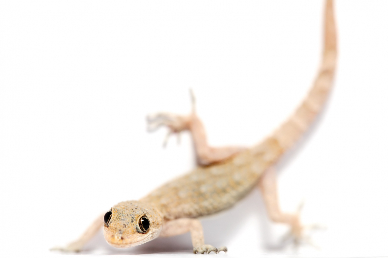 Man booked after nearly 100 reptiles found dead in his home