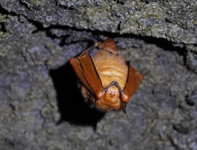 ‘황금박쥐’ 세계자연유산 제주 김녕굴서 7년만에 발견