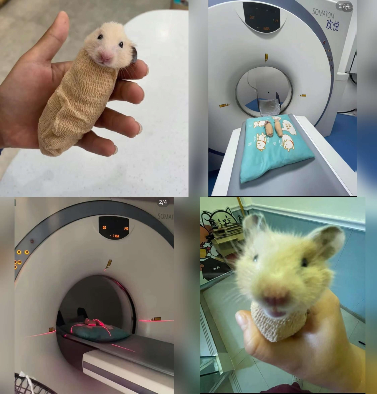 CT촬영을 하는 햄스터 | 에펨코리아