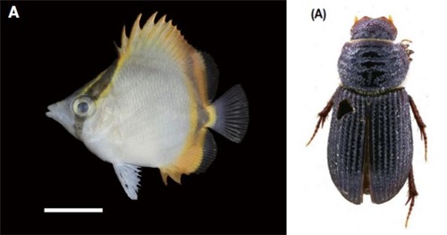기후변화 탓 인도네시아 어류·스리랑카 풍뎅이 국내서 발견