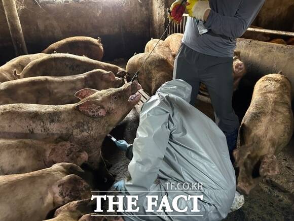 경기도, ASF 추가확산방지 총력…경기 북부 7개 시·군 '일시이동중지명령'