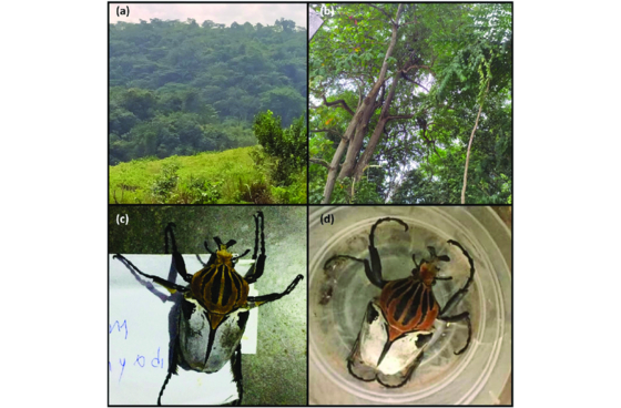 곤충 수집가들 군침…'골리앗 딱정벌레' 지구에서 사라질 판