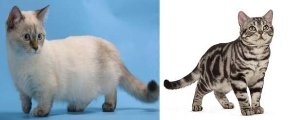 "냥이의 체형, 6가지 유형 알아보기" | 애니멀톡