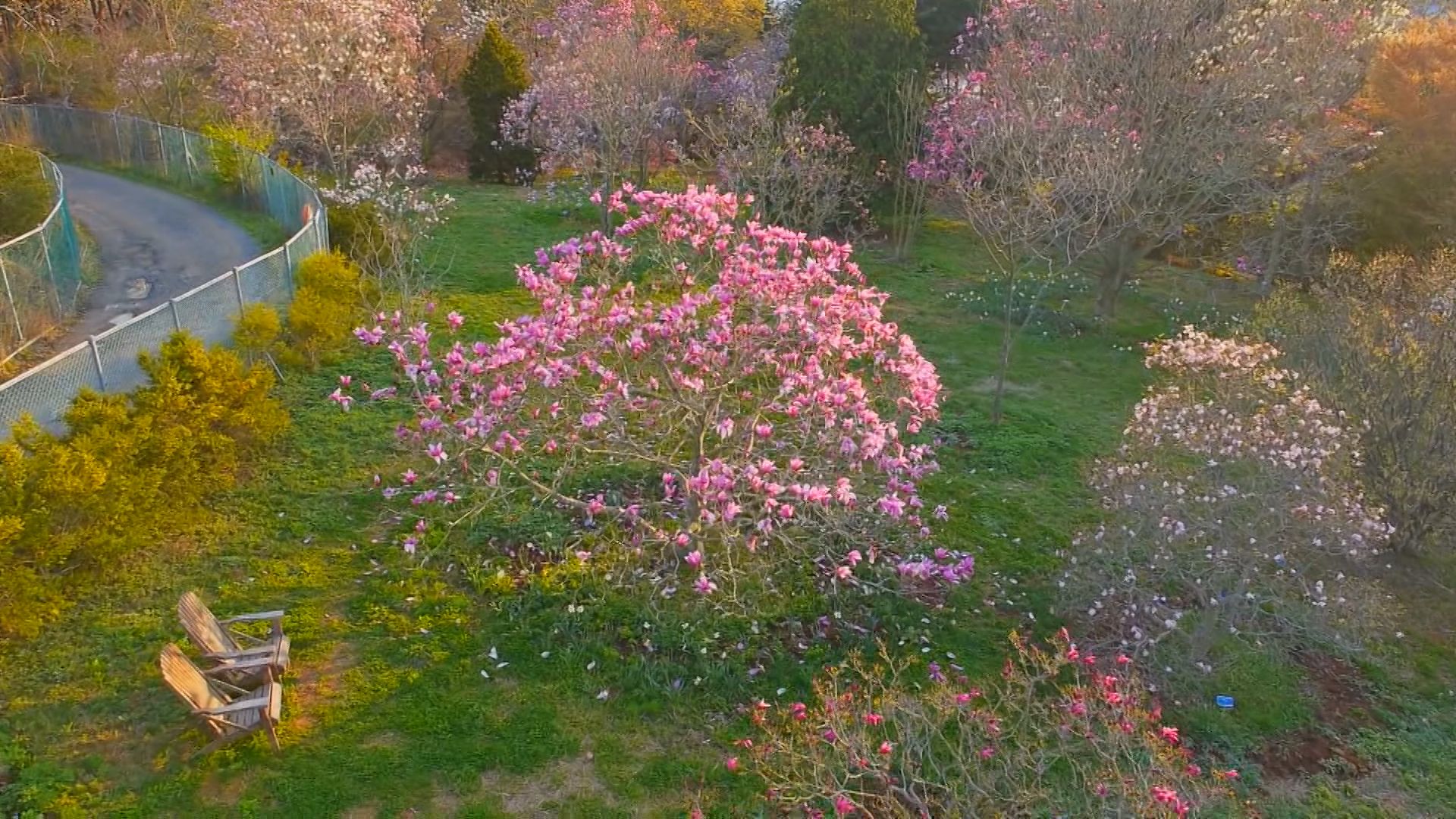 신안군 섬 수선화·1004섬 목련 축제 개최 1주일 지연