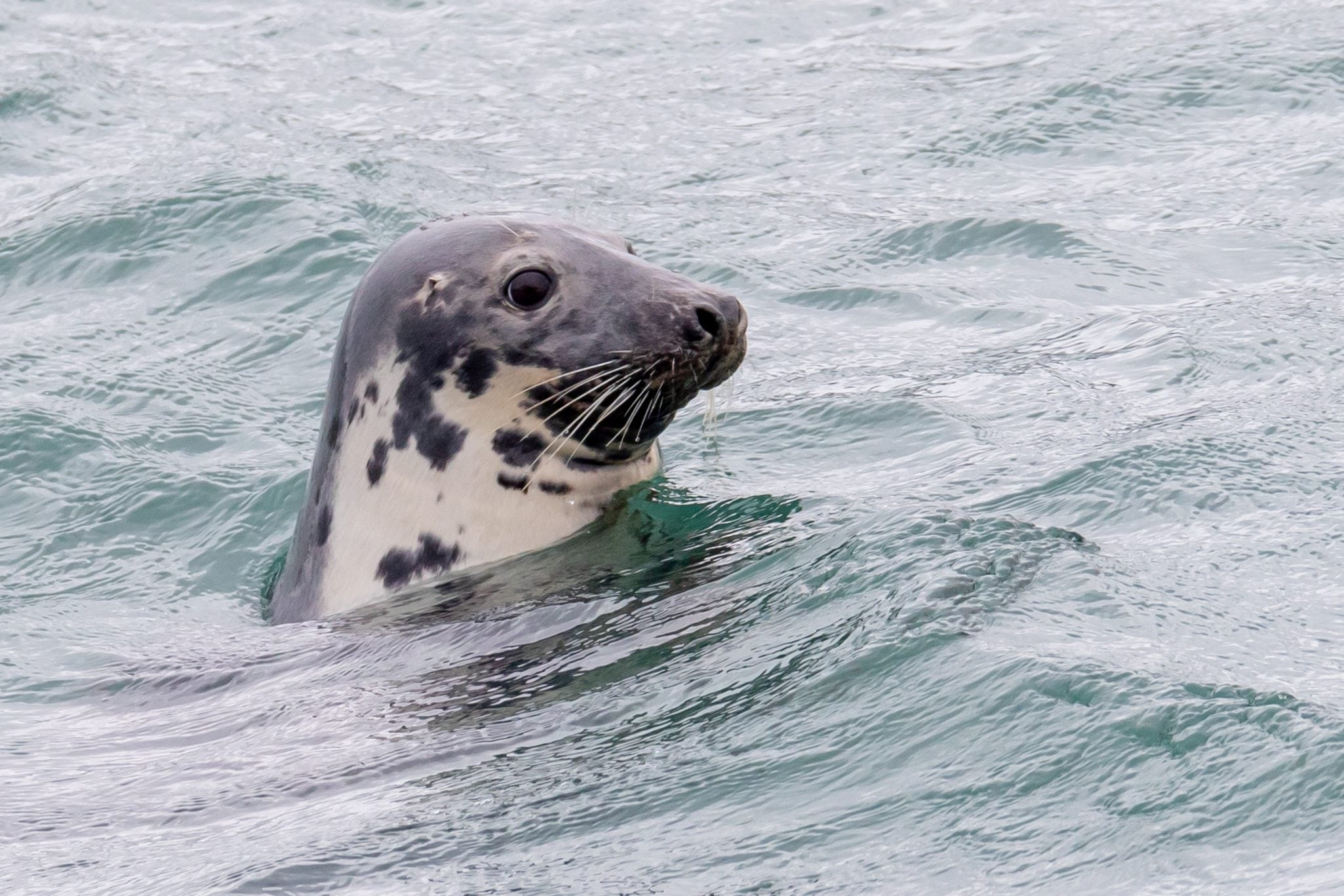 [애니멀리포트] 산소센서 가진 회색물범…잠수 시간 조절