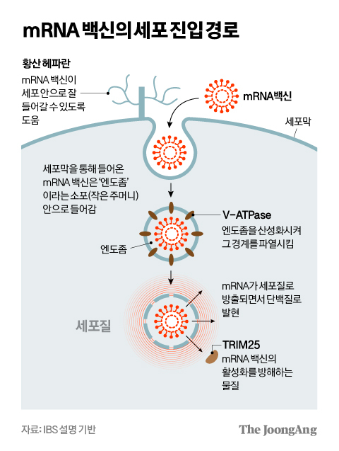 김빛내리, 세계 최초로 mRNA 백신 핵심물질 찾았다 [팩플]