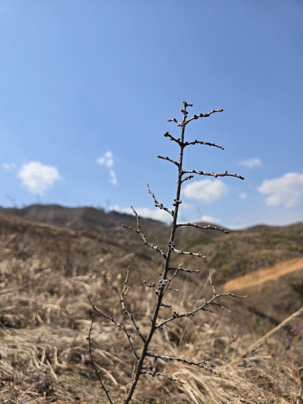 산불 복구 현장 가보니…인위적으로 베어내 굽이굽이 ‘민둥산’