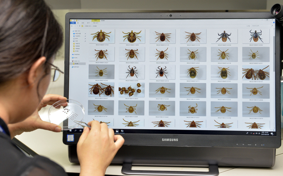 Korea's health authorities begin tick monitoring as peak risk season ...