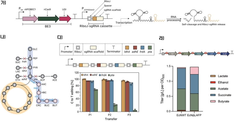 [쿠키과학] '크리스퍼 유전자가위 한계 넘다'… 생명연, 고효율 다중 유전체 편집기술 개발