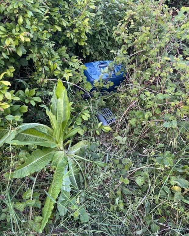 주인이 놔두고 간 케이지에서 탈출해 슬픈 비명 지른 '작은 고양이' | 노트펫