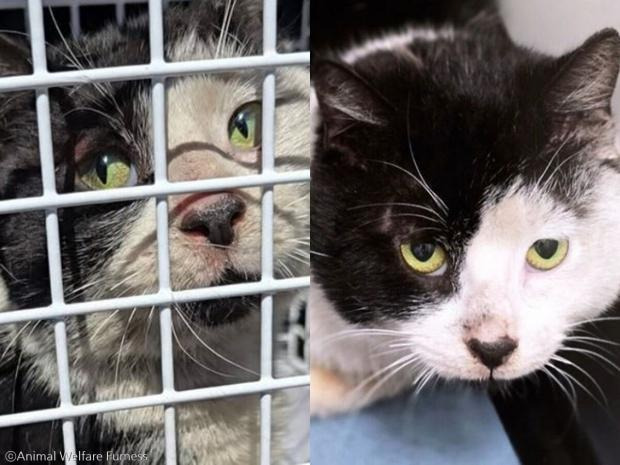 쓰레기 처리장에서 어둠 속에 고립된 고양이 구출 "3일간 갇혀 있었을 것" | 노트펫