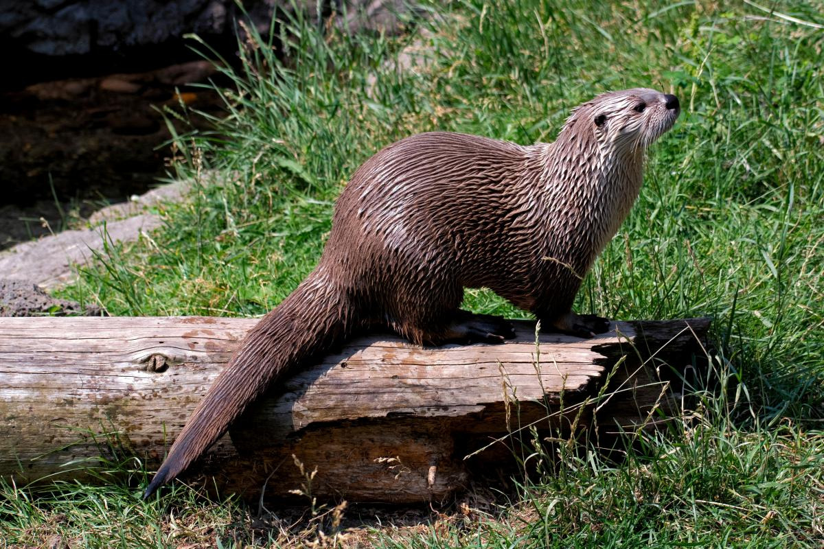 너무 친숙해서 몰랐는데… 보호가 시급하다는 '멸종위기 동물' | 위키푸디 WIKIFOODIE