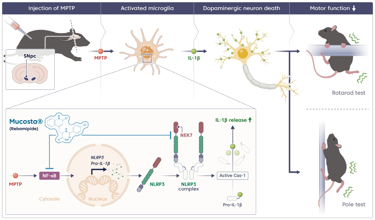 "위장약 레바미피드, 도파민 신경세포 보호 효과…파킨슨병 치료에 활용 가능성"