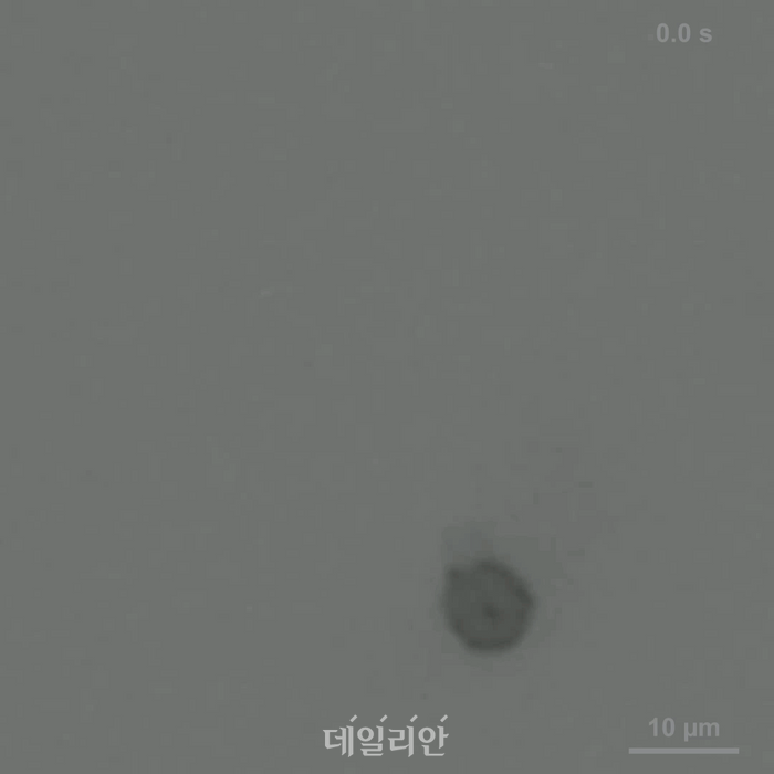 KAIST, 요소 연료로 움직이는 '자가 추진 세포로봇' 개발