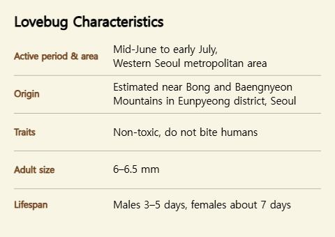 Seoul grapples with massive lovebug swarms this summer