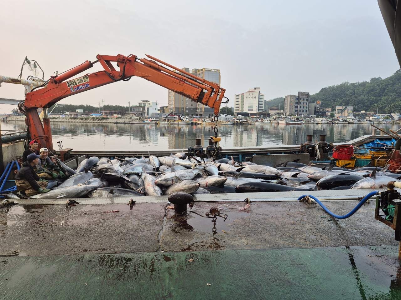 영덕 앞바다서 대형 참다랑어 70마리 잡혀
