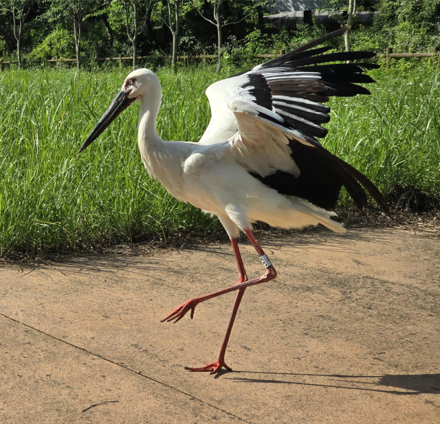 구조된 황새 ‘K87’ 다시 자연으로 돌아갔다