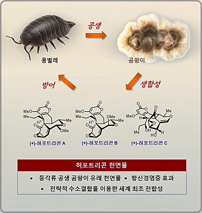 KAIST, 치매 치료 천연물 '허포트리콘' 세계 첫 화학합성