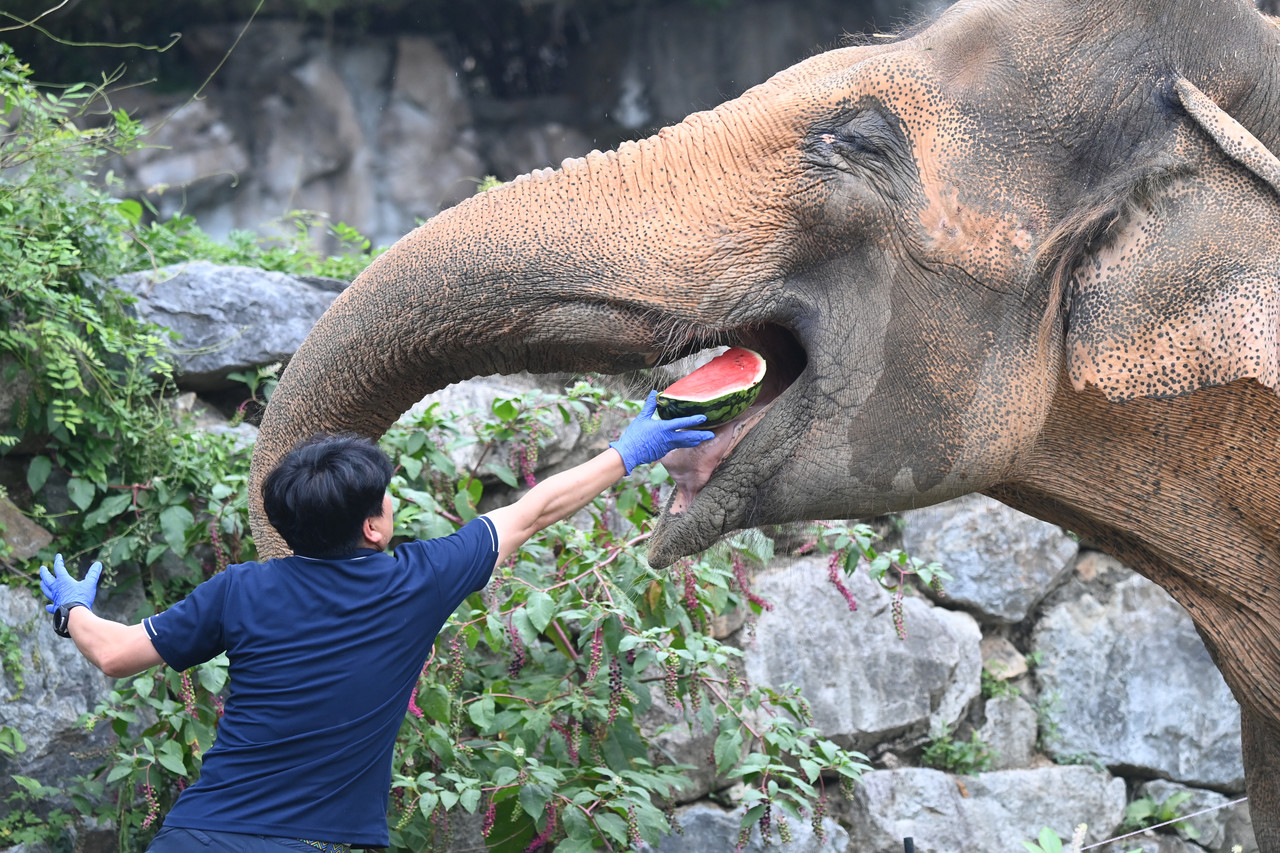 큰 수박도 한입에