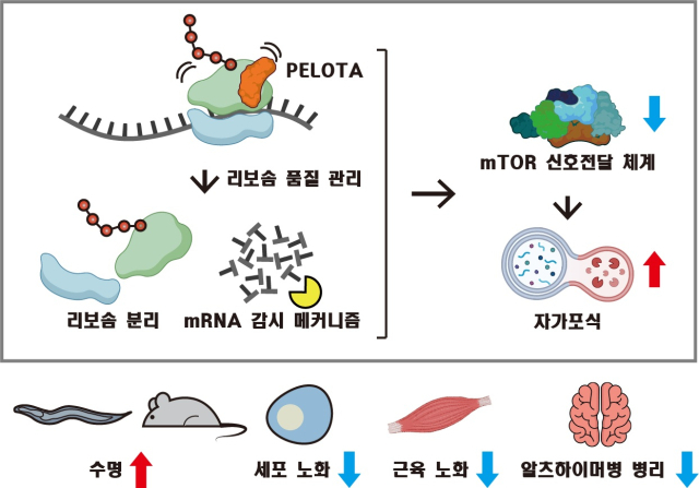 KAIST, RNA 조절로 노화 속도 제어···장수 유도 비밀 밝혔다