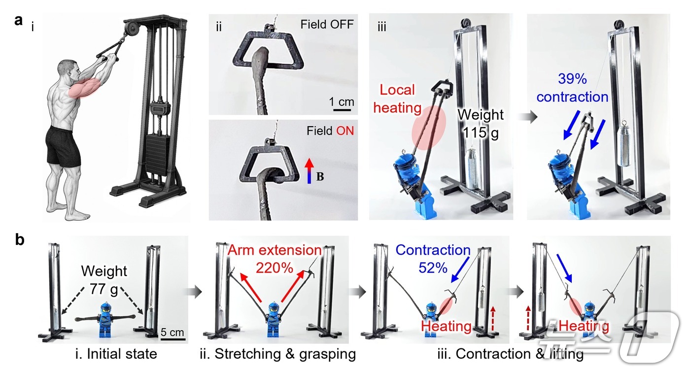 UNIST "고무처럼 늘어나다 단단해지는 '소프트 인공 근육' 개발"