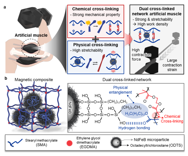 사람 근육보다 30배 강한 인공근육 나왔다···UNIST, 신축성·강성 모두 갖춘 인공근육 개발