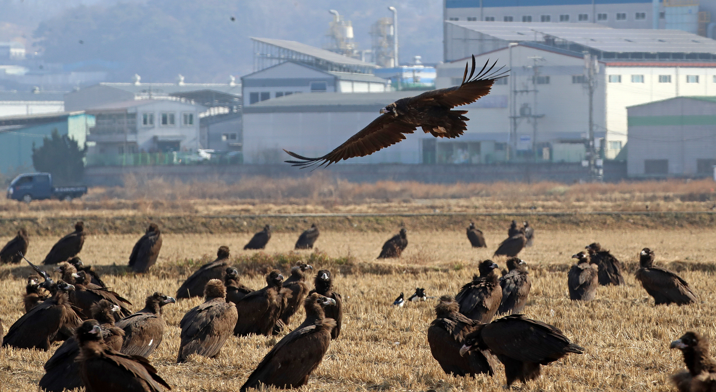 Vultures in our midst