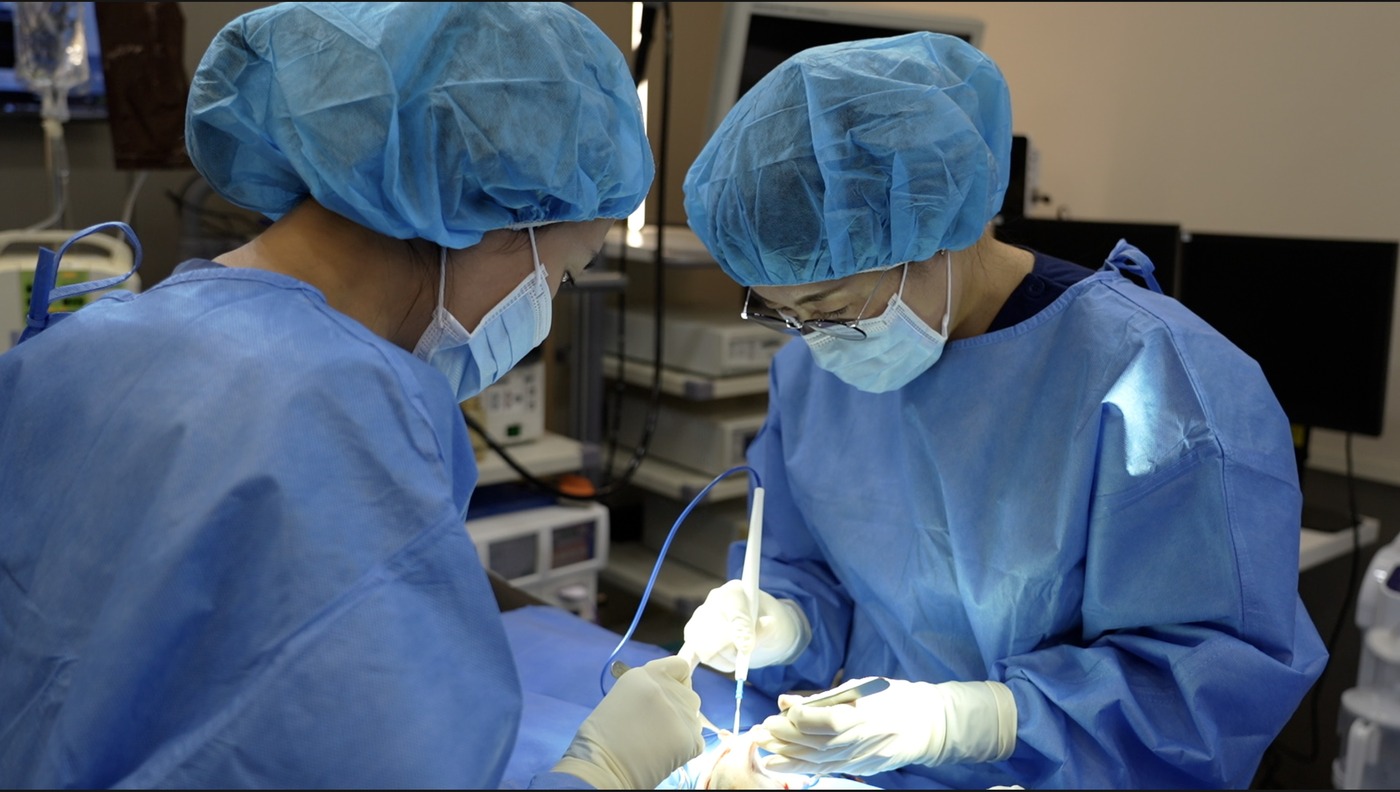 브이동물메디컬센터, 반려동물 보행 회복 위한 치료 과정 공개