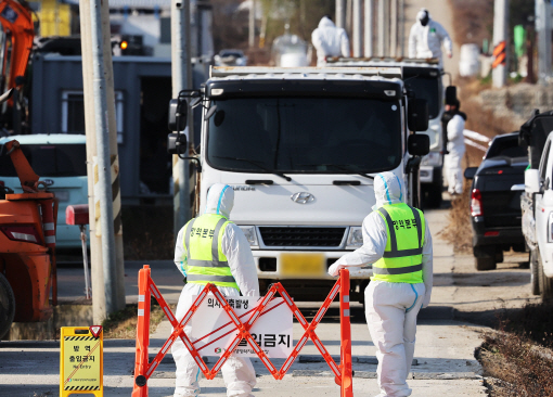 정부 "올겨울 고병원성 AI 바이러스 감염력 10배 강해"