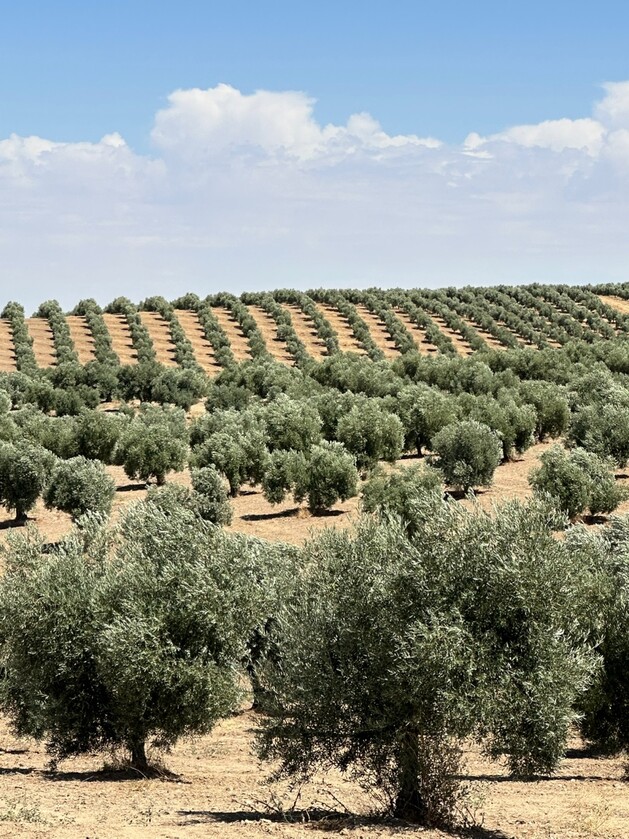 “사람을 팔다 이젠 올리브를 팝니다” [.txt]