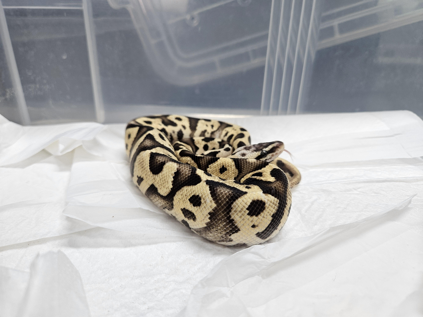 Snake found in subway station restroom transferred to conservation ...